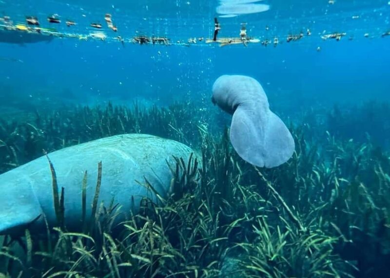 Silver Springs: Clear Kayak Eco-Tour with Manatee Viewing - Key Points