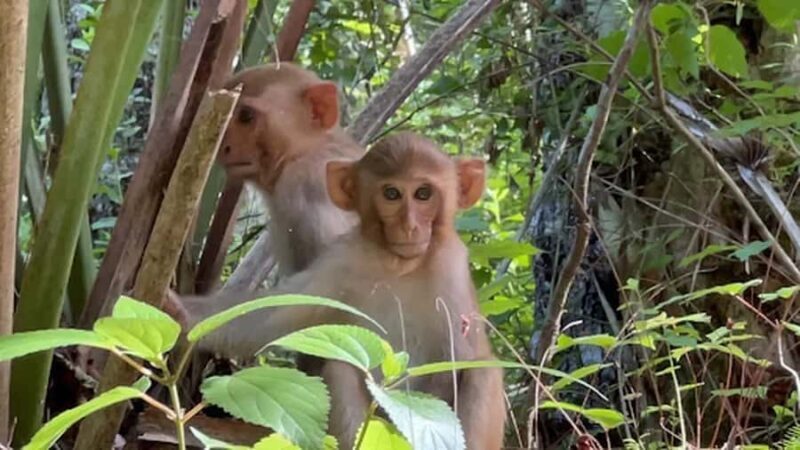 Silver Springs: Clear Kayak Eco-Tour with Manatee Viewing - Group Size and Tour Logistics