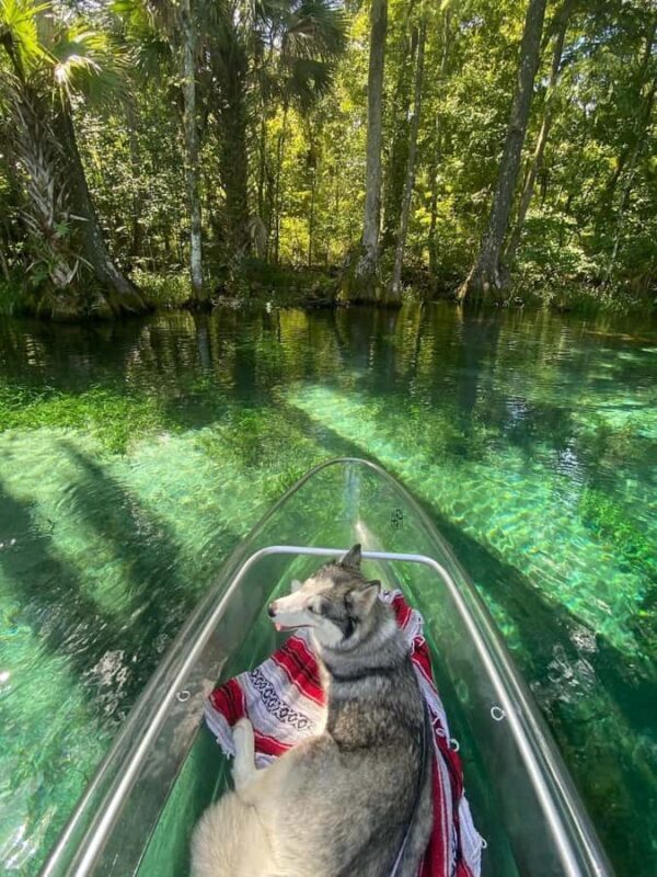 Silver Springs: Clear Kayak Eco-Tour with Manatee Viewing - The Value of the Tour