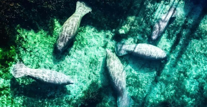 Silver Springs: Clear Kayak Manatee Season Tour - Introducing the Silver Springs Experience
