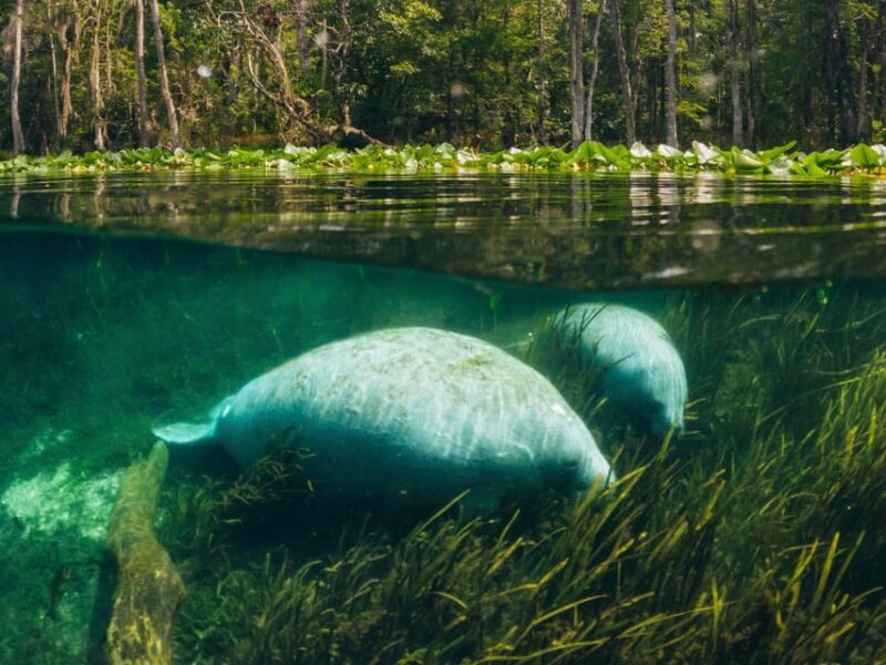 Silver Springs: Clear Kayak Manatee Season Tour - Additional Notes from Reviews