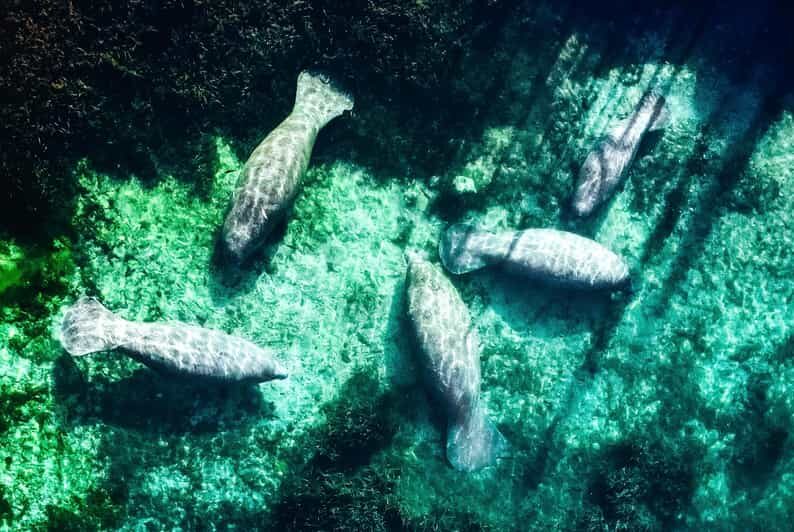 Silver Springs: Clear Kayak Manatee Season Tour - Who Should Book This Tour?