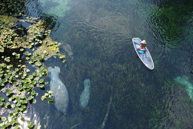Silver Springs: Clear Kayak Wildlife Adventure - Final Thoughts