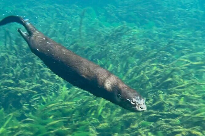 Silver Springs: Clear Kayaking Wildlife Tour - Price, Value, and Practical Considerations