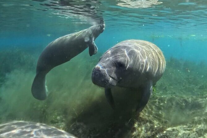 Silver Springs: Clear Kayaking Wildlife Tour - Frequently Asked Questions