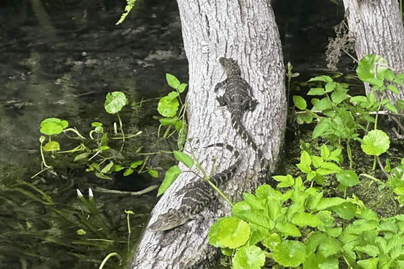 Silver Springs: Guided Clear Kayak or Paddleboard Gator Tour - An Authentic Florida Adventure: What You Can Expect