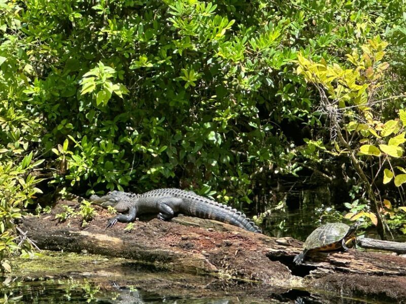 Silver Springs: Guided Clear Kayak or Paddleboard Gator Tour - FAQs