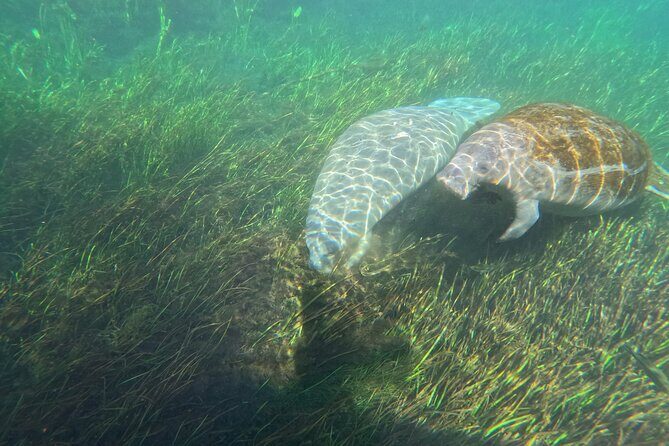 Silver Springs Guided Kayak Tour with Orlando Pick Up - The Logistics of Transportation