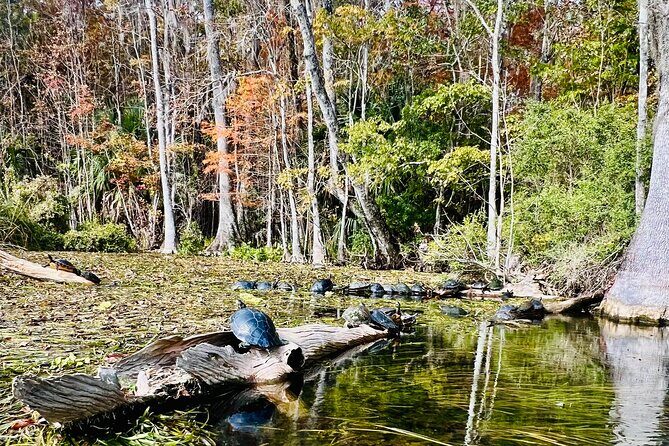 Silver Springs Guided Kayak Tour with Orlando Pick Up - Why We Think This Tour Is Worth Considering