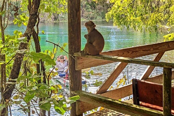 Silver Springs Jungle Kayaking and Paddleboarding - Introduction
