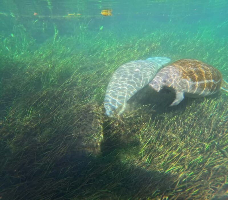 Silver Springs Kayak Tour with Orlando Pick Up - Why This Kayak Tour Stands Out