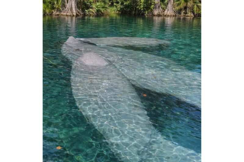 Silver Springs Kayak Tour with Orlando Pick Up - What Travelers Are Saying