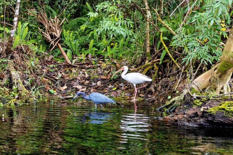 Silver Springs Kayak Tour with Orlando Pick Up - Who Should Consider This Tour