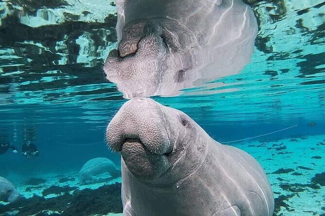 Silver Springs Manatee Kayak Tour - FAQ