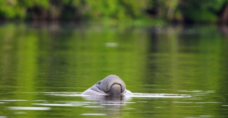 Silver Springs Manatee Kayaking Tour - Why We Love the Silver Springs Kayaking Experience