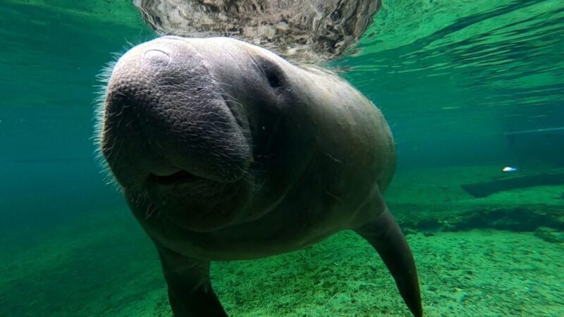Silver Springs Manatee Kayaking Tour - Final Thoughts
