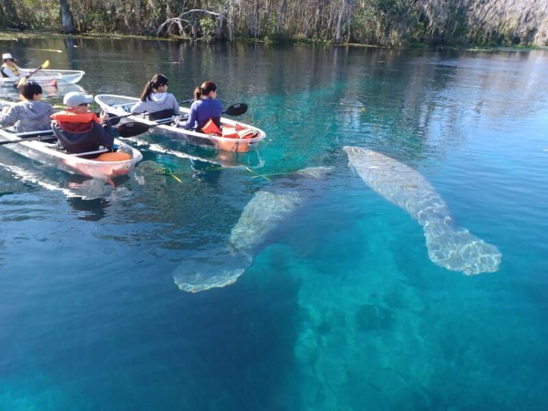 Silver Springs: Manatees and Monkeys Clear Kayak Guided Tour - An In-Depth Look at the Experience