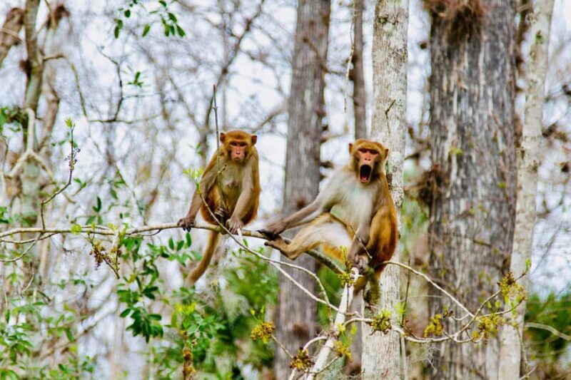 Silver Springs: Manatees, Monkeys, and Natural Spring Tour - The Itinerary in Detail