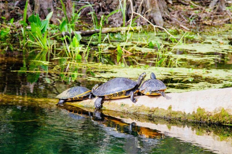 Silver Springs: Manatees, Monkeys, and Natural Spring Tour - The Sum Up