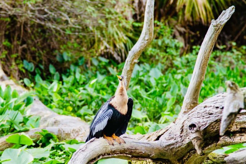 Silver Springs: Manatees, Monkeys, and Natural Spring Tour - FAQ