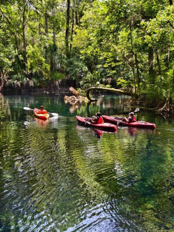 Silver Springs Orlando: Small Group Manatee Season Day Trip - A Deep Dive into the Experience