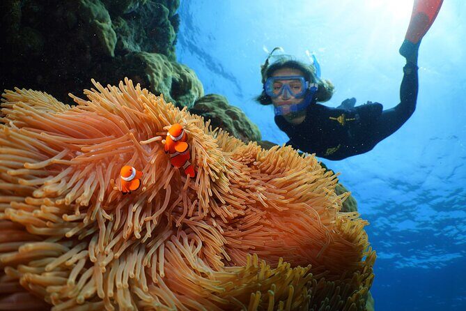 Silversonic Outer Great Barrier Reef Cruise from Port Douglas - Authentic Traveler Insights