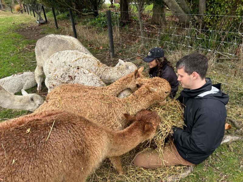 Silverstream Alpaca Farm Tour with Feeding and Guide - Key Points