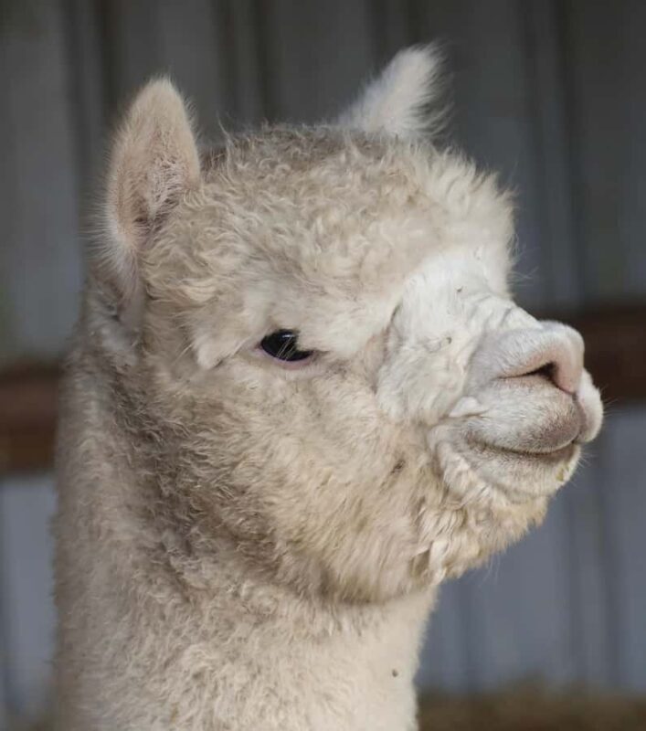 Silverstream Alpaca Farm Tour with Feeding and Guide - The Sum Up