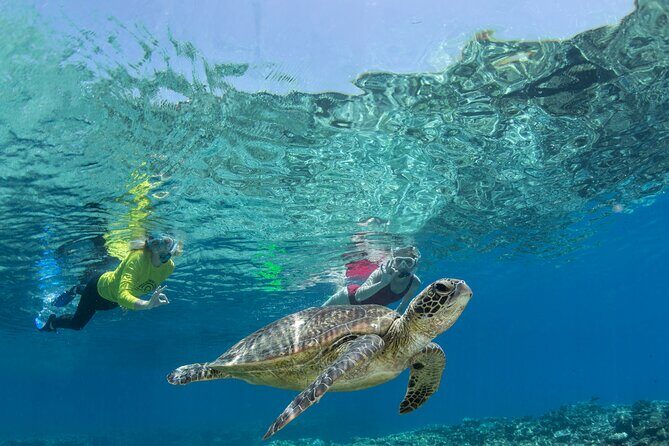 Silverswift Dive and Snorkel Great Barrier Reef Cruise - The Full-Day Reef Adventure: What to Expect