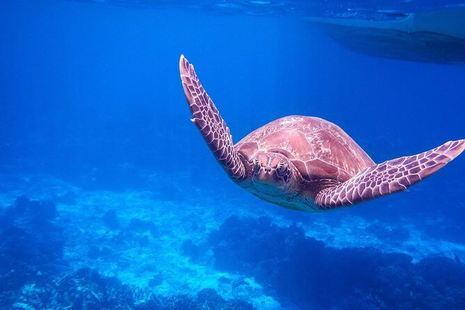 Similan Island Snorkeling Adventure -Full-Day Tour with Transfers - Key Points