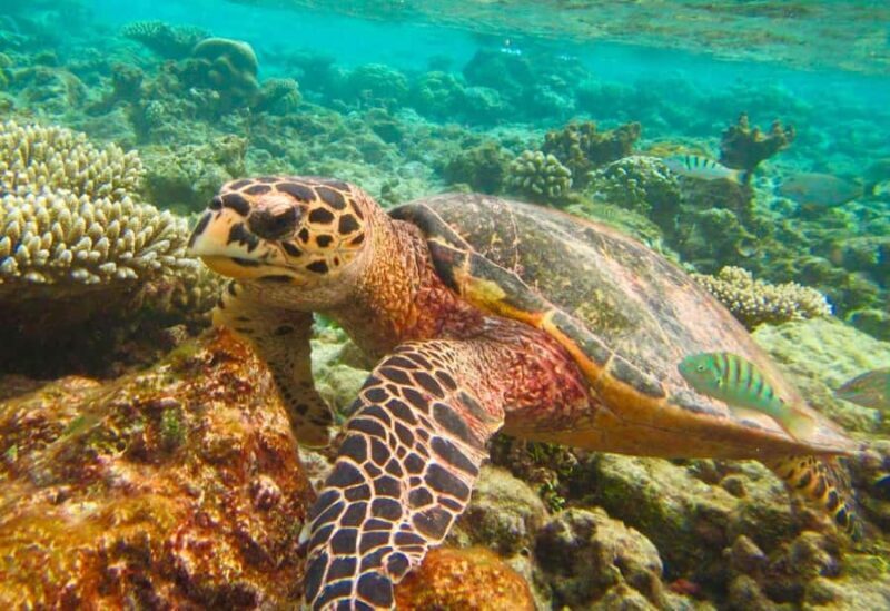 Similan Islands Early-Bird Tour From Phuket and Khao Lak! - What Makes This Tour Stand Out?