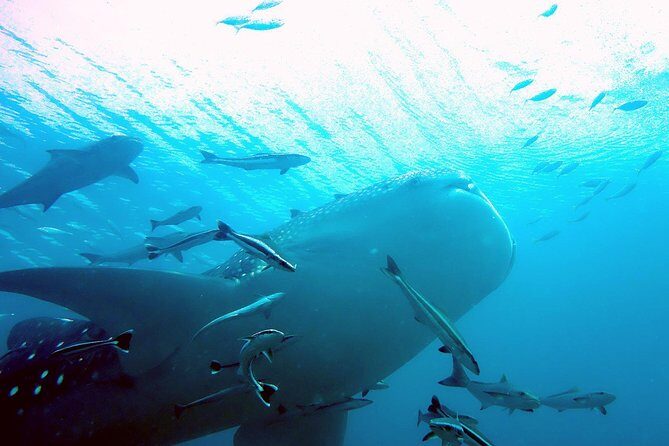 Similan Islands Full-Day Tour from Phuket (SHA Plus) - Island No.8 (Kon Similan): Sail Rock Viewpoint & Relaxation