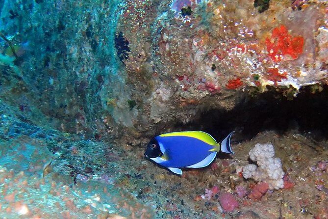 Similan Islands Full-Day Tour from Phuket with Lunch - The Authentic Experience and Who Will Enjoy This Tour