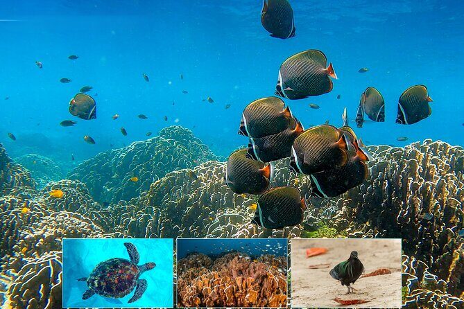 Similan Islands One day Tour All Excluxive by Power Catamaran - FAQ