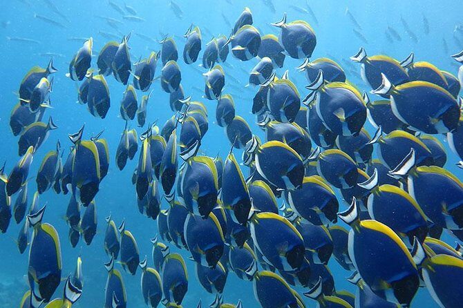 Similan Islands One Day Tour From Phuket Include Lunch & Pickup Transfer - Authentic Experiences and Traveler Perspectives