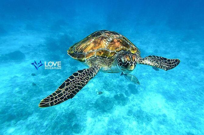 Similan Islands Snorkeling Day Trip By Love Andaman From Phuket - Overview of the Experience
