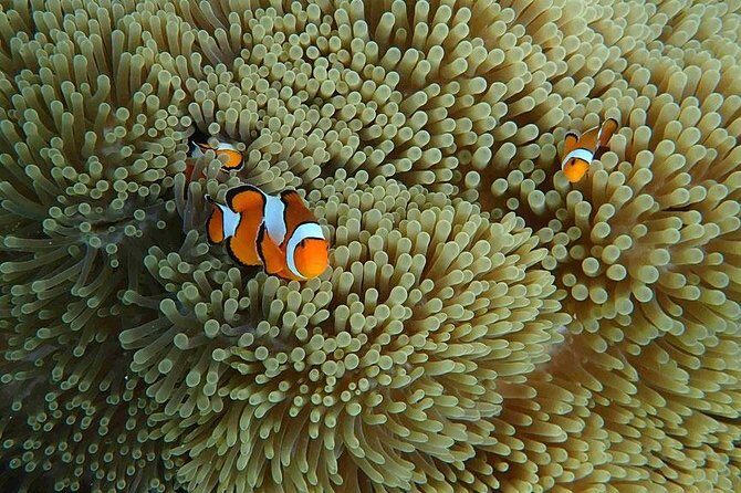 Similan Islands Snorkeling Day Trip By Love Andaman From Phuket - The Value Proposition