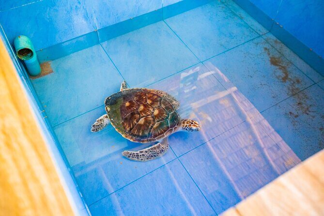 Similan Islands Snorkeling Tour By Speed Catamaran From Khao Lak - Final Thoughts