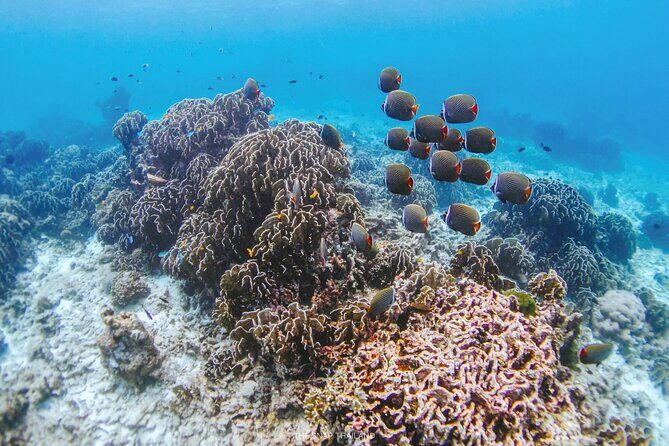 Similan Islands Tour by Speed Catamaran with Snorkeling and Meals - The Sum Up