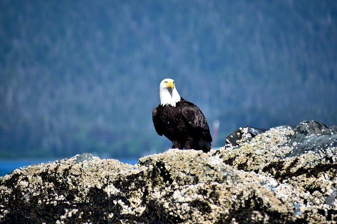 Simply Amazing Sitka Tour: Fortress of the Bear, Alaska Raptor, & Totems - A Deep Dive into the Experience