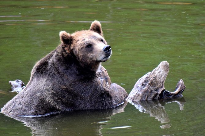 Simply Amazing Sitka Tour: Fortress of the Bear, Alaska Raptor, & Totems - FAQ