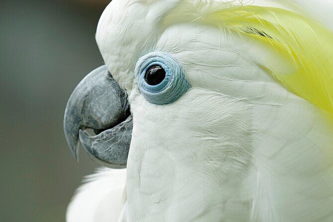 Singapore Bird Paradise Entry Ticket - Key Points