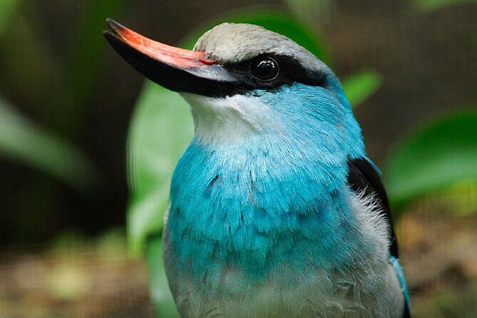 Singapore Bird Paradise Entry Ticket - An Overview of the Sanctuary