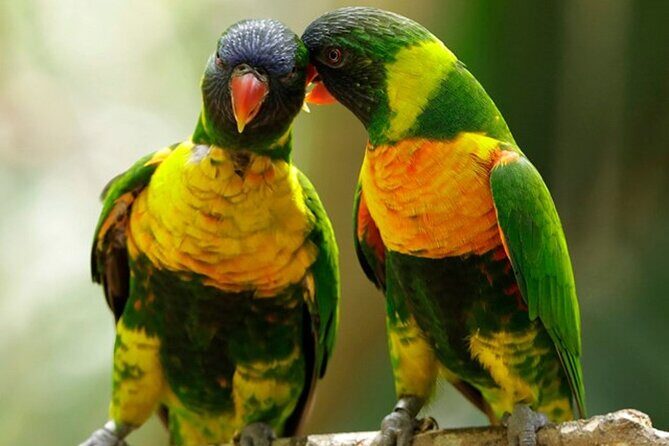 Singapore Bird Paradise Entry Ticket - The Itinerary in Detail