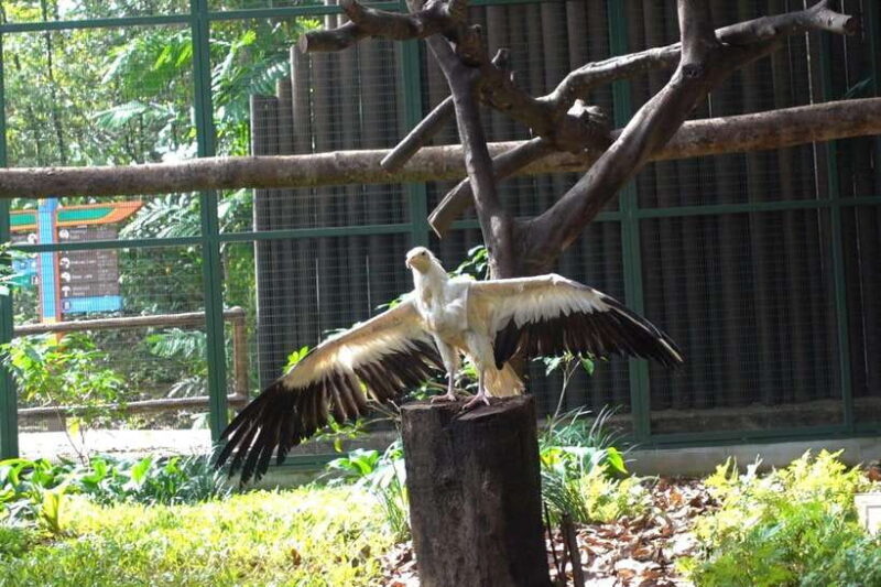 Singapore: Bird Paradise Entry Ticket - What Makes Bird Paradise a Good Choice