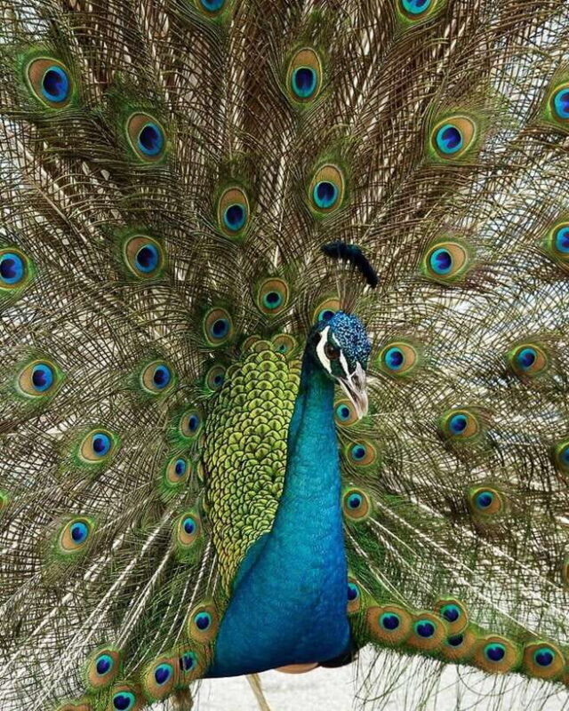 Singapore: Bird Paradise Entry Ticket - Final Thoughts