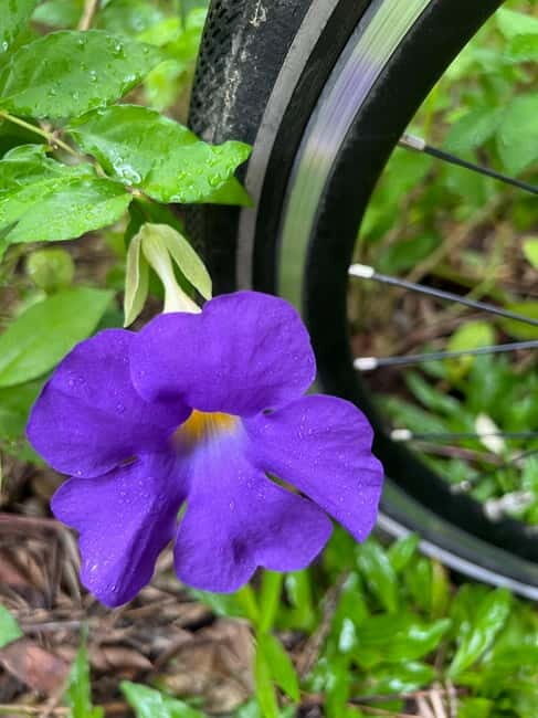 Singapore Brompton Bike Tour from Rail Corridor, with food! - Frequently Asked Questions