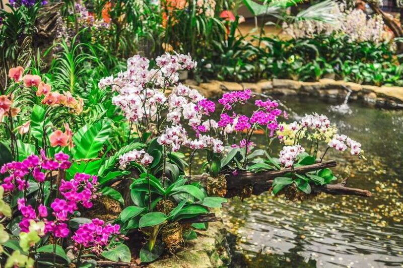 Singapore: National Orchid Garden Admission - The Sum Up