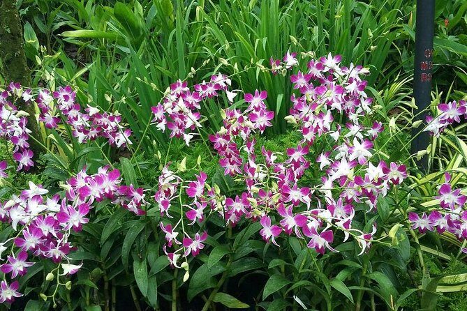Singapore: National Orchid Garden Admission Ticket - Who This Experience Is Best For