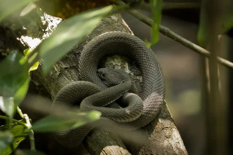 Singapore: Night Mangrove Wildlife Walk - A Deep Dive into the Singapore Night Mangrove Wildlife Walk